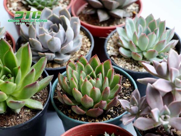 10 Loại cây chịu hạn tốt không cần chăm trồng trong sân vườn