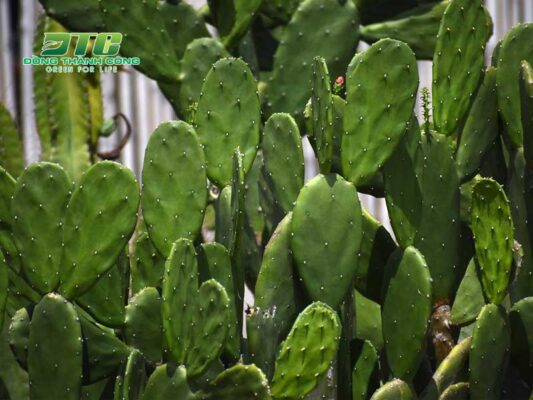 10 Loại cây chịu hạn tốt không cần chăm trồng trong sân vườn