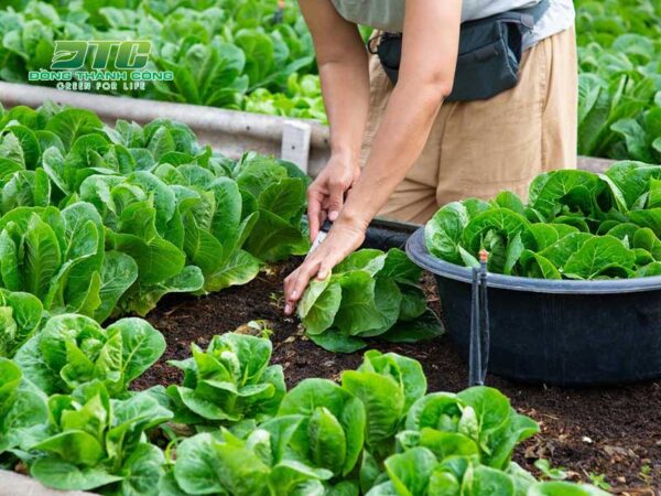 Mùa hè trồng rau gì? Top 10 loại rau nên trồng vào mùa hè