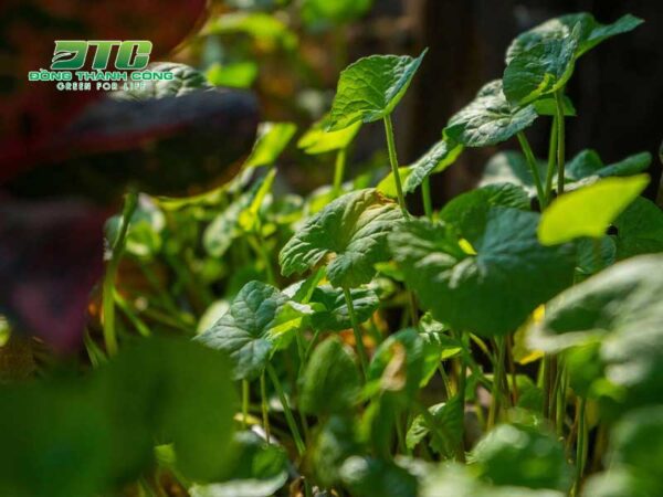 Tư vấn chi tiết cách trồng rau má hiệu quả, phát triển tốt