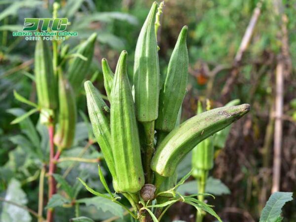 Hướng dẫn cách trồng đậu bắp đúng chuẩn, năng suất cao