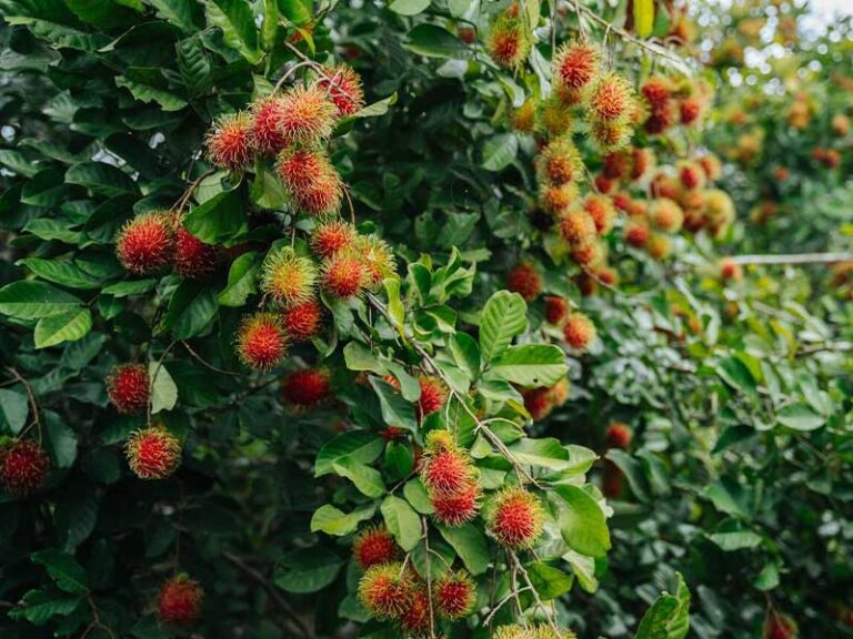 Tư vấn cách trồng chôm chôm sai trĩu quả ngay tại nhà