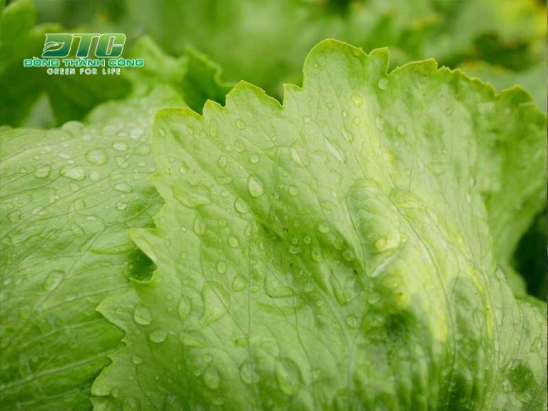 Mùa mưa trồng rau gì? Top những loại rau trồng mùa mưa