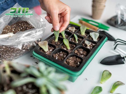 Tư vấn chi tiết cách trộn đất trồng sen đá ngay tại nhà