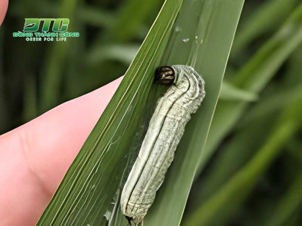 Hướng dẫn chi tiết các cách trị sâu cuốn lá đơn giản nhất