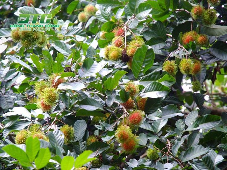 Cây chôm chôm: Kỹ thuật trồng, chăm sóc và giá bán