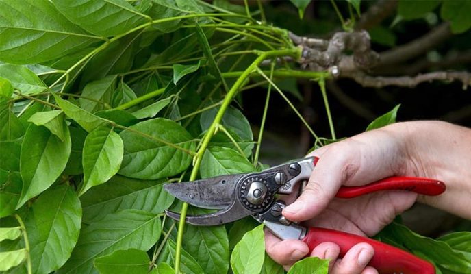 Nên cắt tỉa cây vào lúc nào thích hợp nhất?